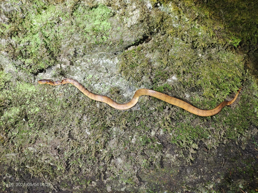 Hampton's Slug Snake in May 2024 by 游 · iNaturalist
