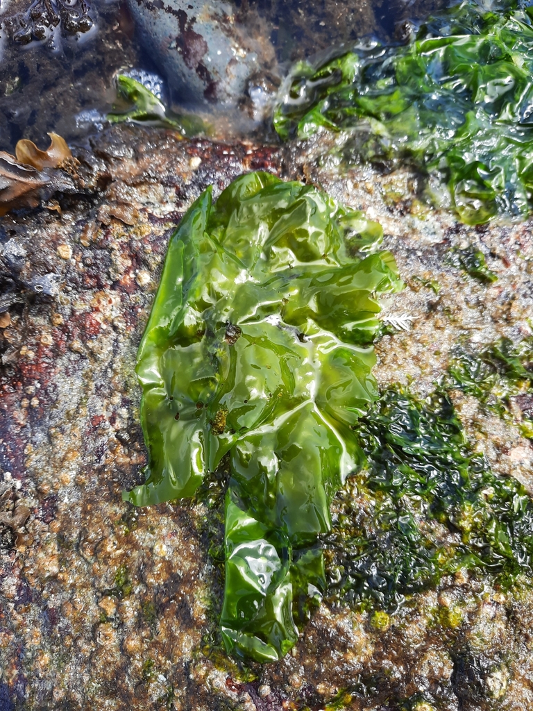 Ulva fenestrata from Quathiaski Cove, BC V0P 1N0, Canada on May 8, 2024 ...
