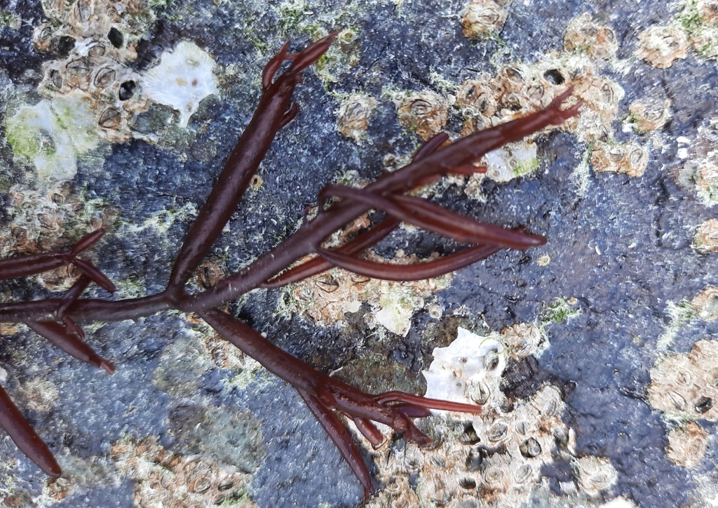 succulent seaweed from Strathcona, BC, Canada on May 8, 2024 at 12:07 ...