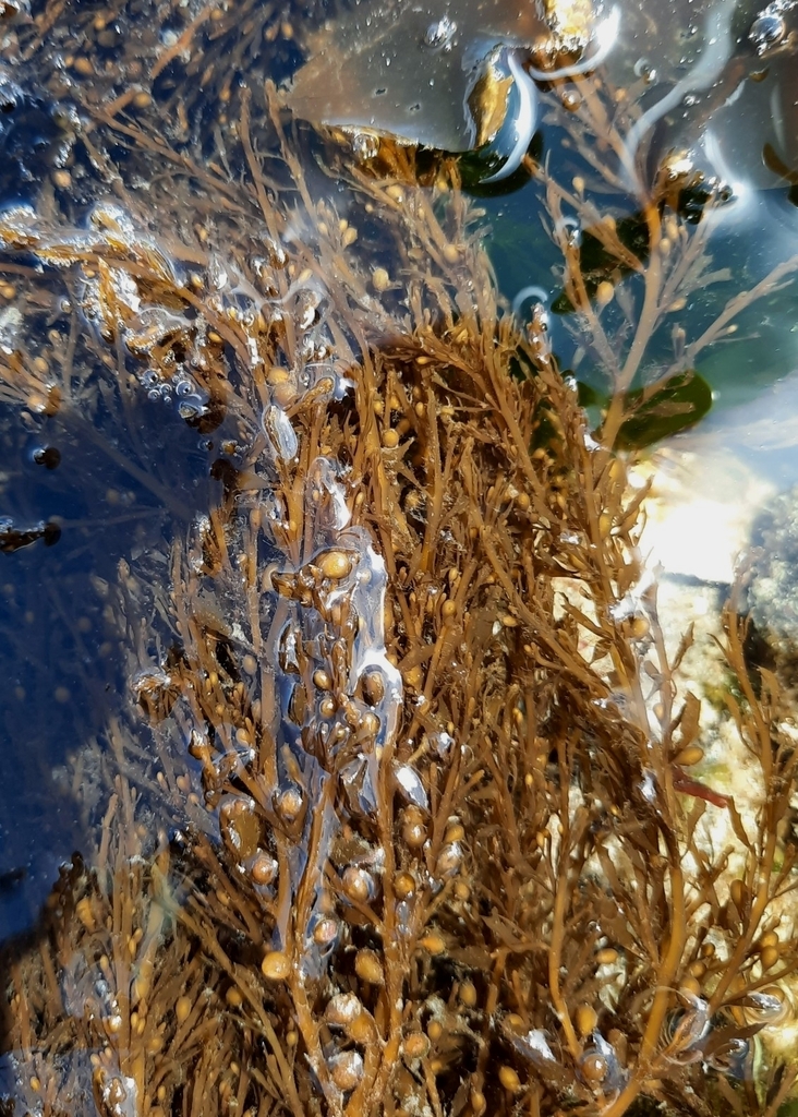 Japanese Wireweed from Strathcona, BC, Canada on May 8, 2024 at 12:45 ...