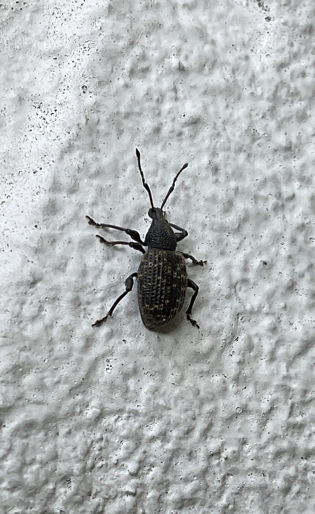 Black Vine Weevil from Dorville Crescent, London, England, GB on May 9 ...
