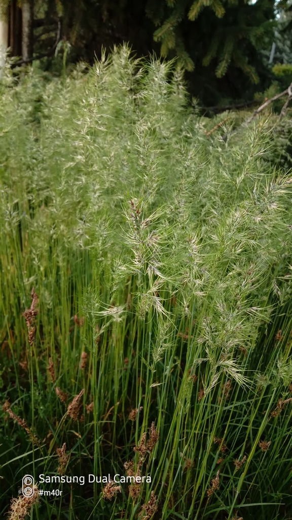Bulbous Bluegrass from Ysyk-Köl, KG-YK, KG on May 8, 2024 at 07:19 PM ...