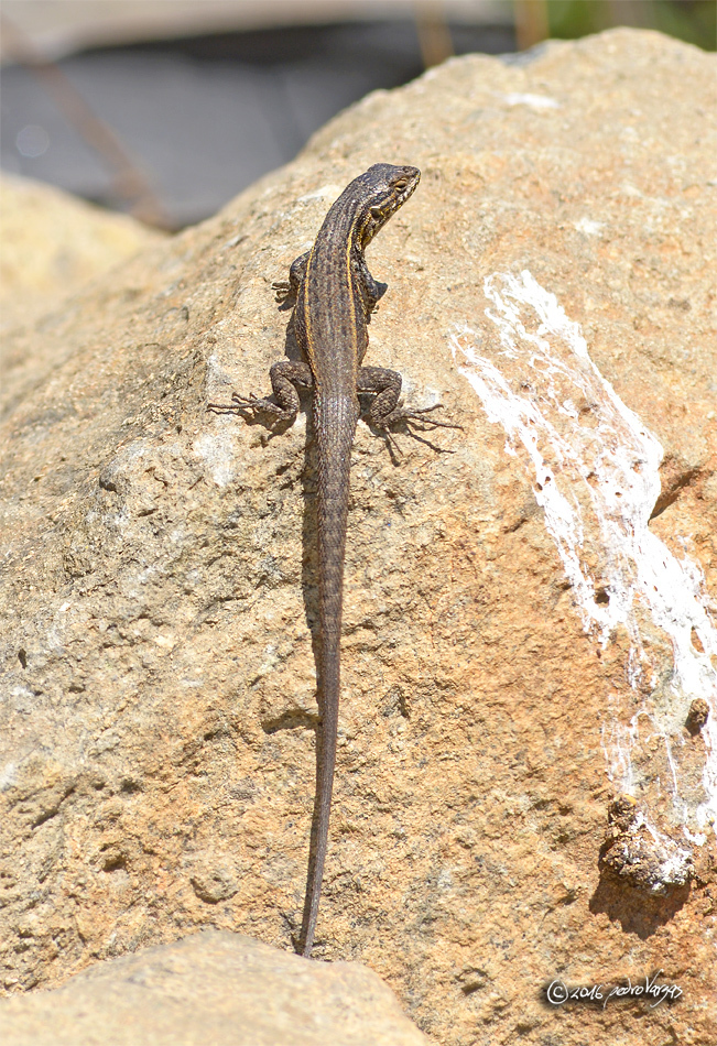Dusky Smooth-throated Lizard (Liolaemus fuscus) - Snakes and Lizards
