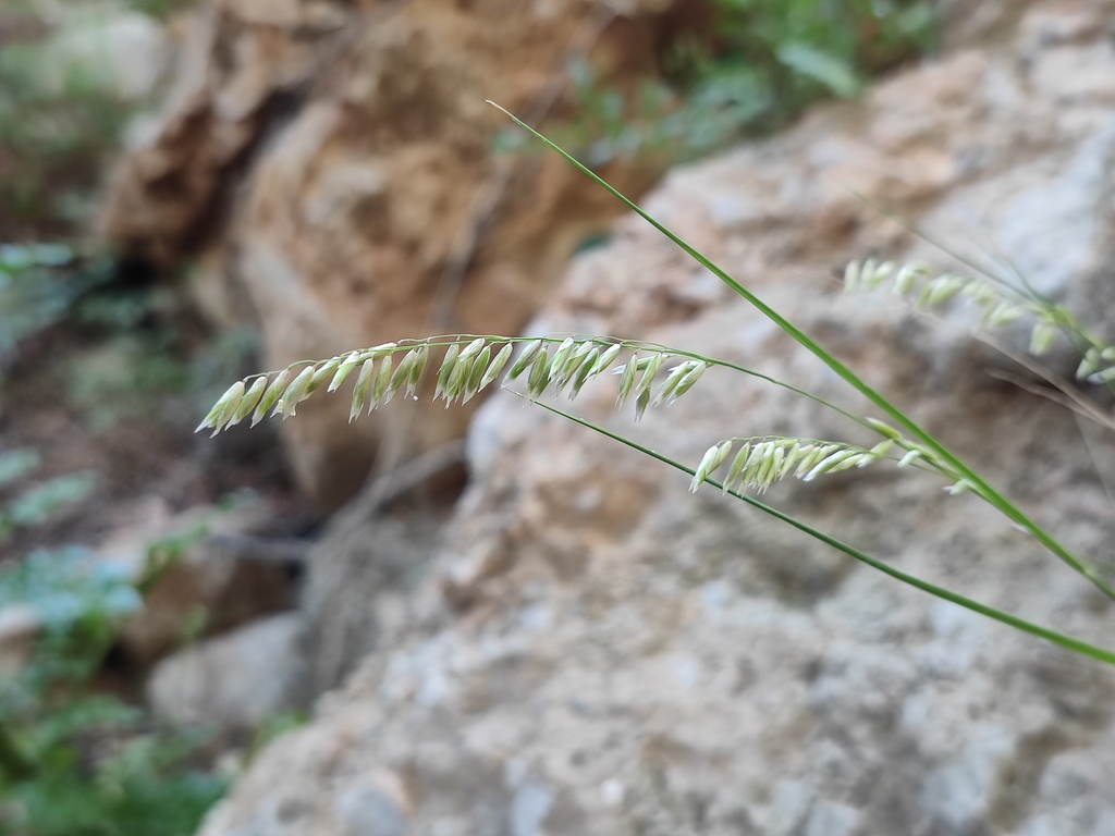 Small Melick from Kemer, Antalya, Turkey on April 12, 2024 at 09:39 AM ...