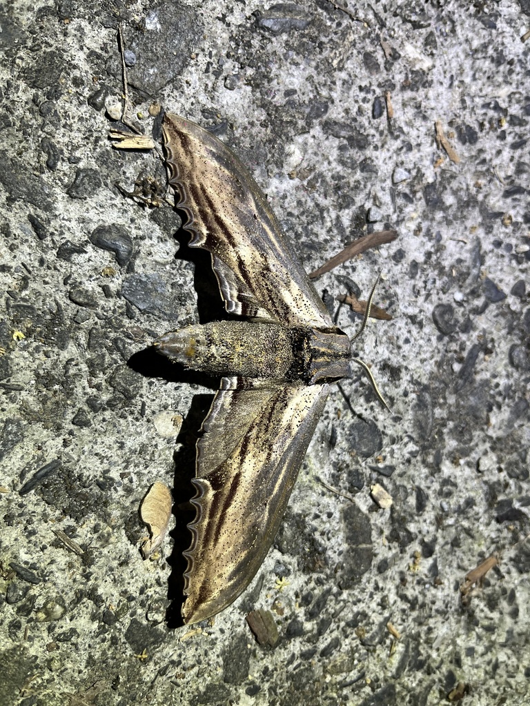 Apple Hawkmoth from 臺灣島, 瑪家鄉, PIF, TW on April 13, 2024 at 11:19 PM by ...