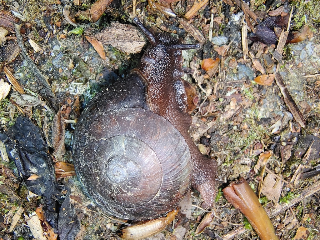 Camaena vayssierei from Honghe Hani and Yi, CN-YN, CN on May 02, 2024 ...