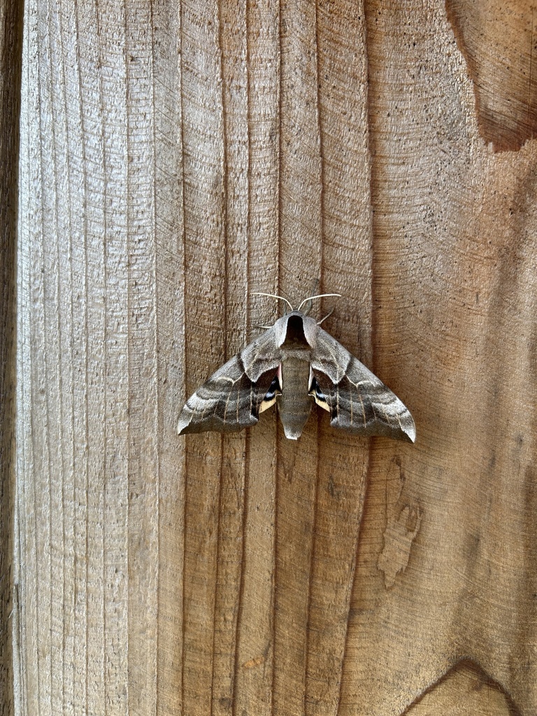 Western Eyed Sphinx from Saltspring Island, Capital, BC, CA on May 17 ...