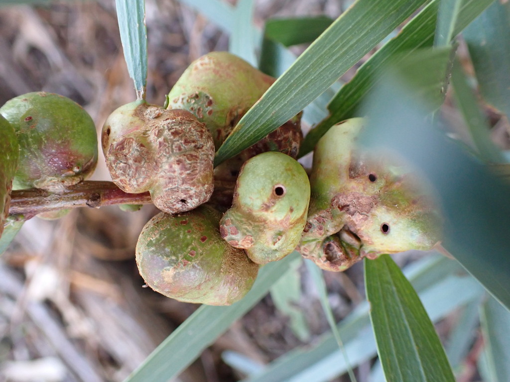 Longleaf Wattle Gall Wasp from Belvidere Estate, Knysna, 6571, South ...