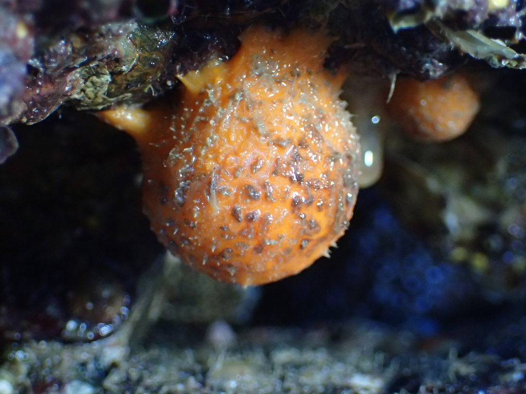 Orange Golf Ball Sponge from Auckland, New Zealand on May 8, 2024 at 05 ...