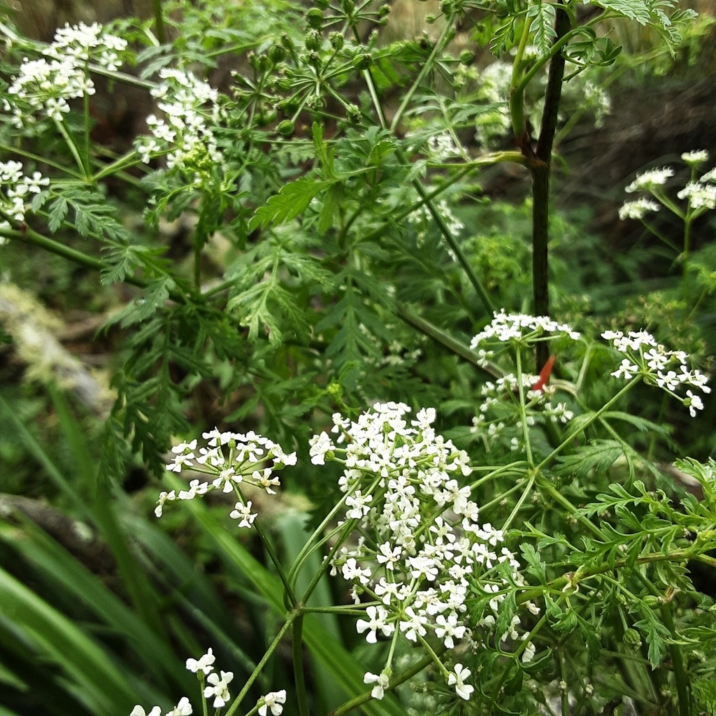 poison hemlock from Marrangaroo National Park NSW 2790, Australia on ...