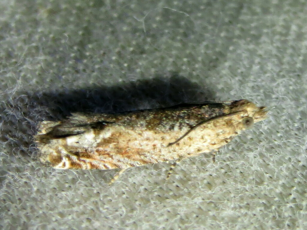 Cotton Tipworm Moth from Ventnor VIC 3922, Australia on May 8, 2024 at ...