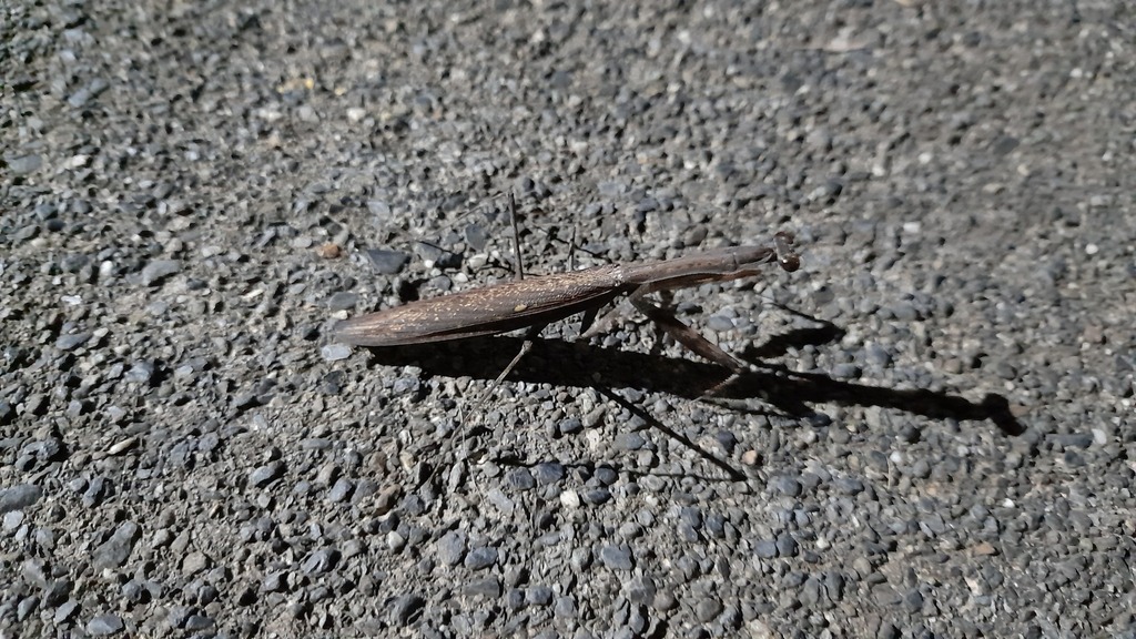 Asian Jumping Mantis from 556台灣南投縣信義鄉 on August 29, 2021 at 12:47 AM by ...