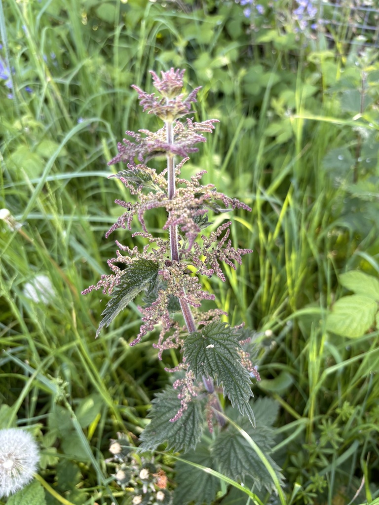 great stinging nettle from Beach Road, Liverpool, England, GB on May 8 ...