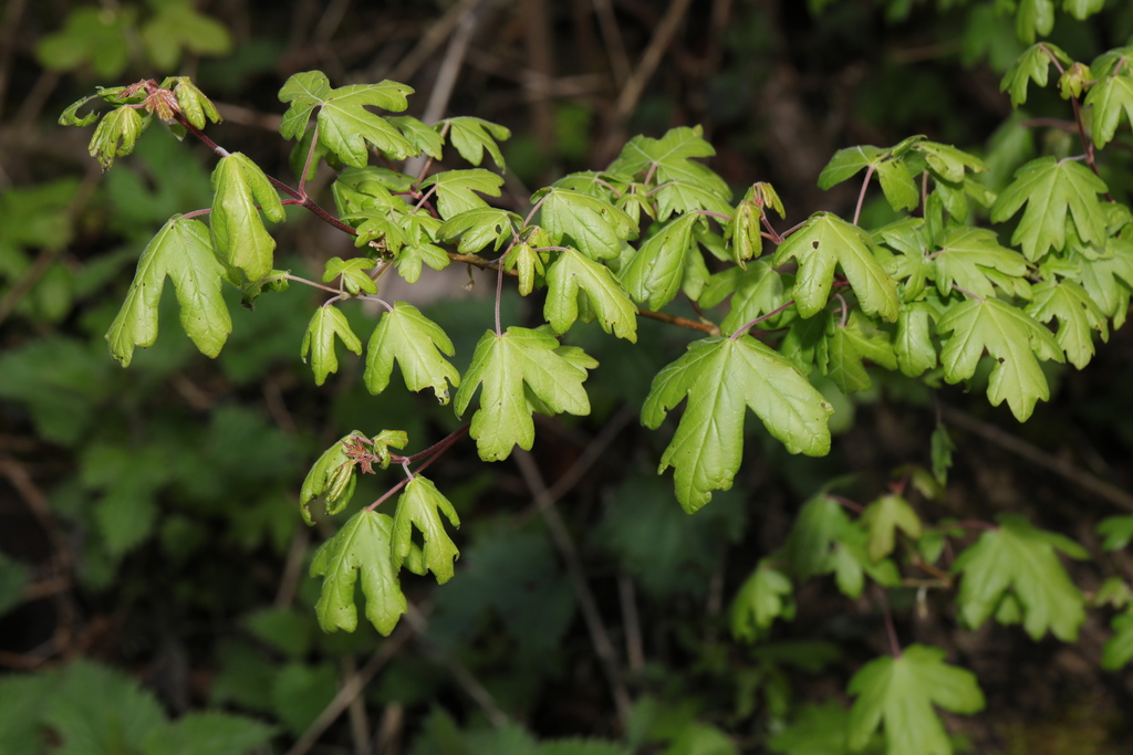 field maple from Mere Sands Wood, Holmeswood Road, Ormskirk, Lancashire ...
