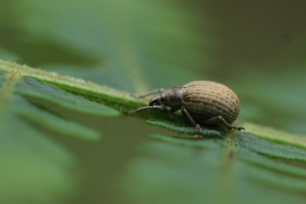 Broad-nosed Weevils from 77300 Fontainebleau, France on May 8, 2024 at ...