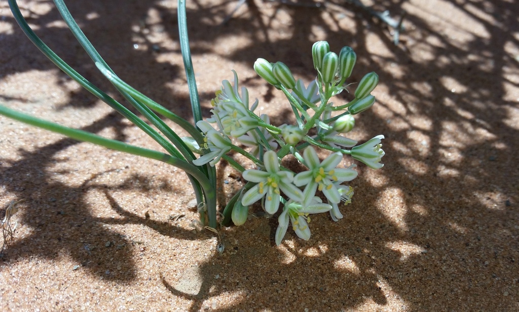 Albuca gariepensis from Pixley ka Seme, ZA-NC, ZA on December 23, 2019 ...