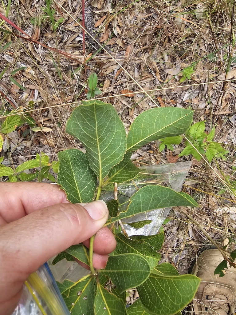 Medicine Bush from Ironpot QLD 4701, Australia on May 9, 2024 at 10:43 ...