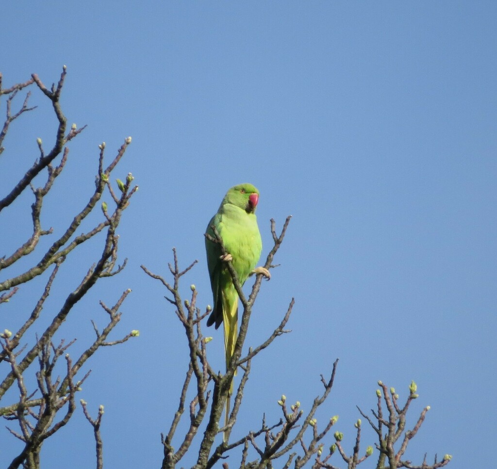 Rose-ringed Parakeet from Richmond Park, Richmond, UK on May 4, 2024 at ...