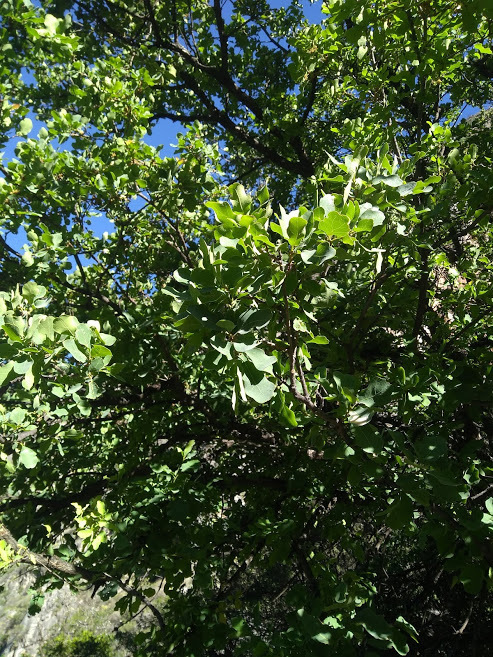 Lacey Oak from Santa Catarina, N.L., México on April 14, 2019 at 01:08 ...