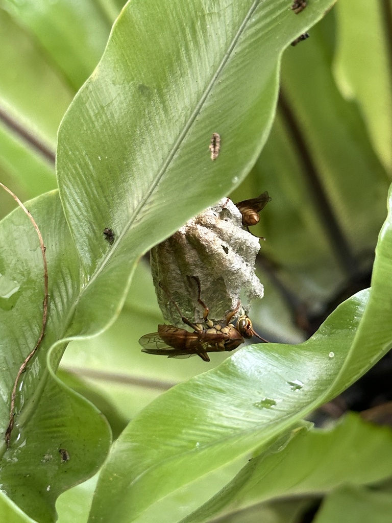 Typical Paper Wasps from 臺灣島, 龍潭區, TAO, TW on May 9, 2024 at 05:54 PM ...