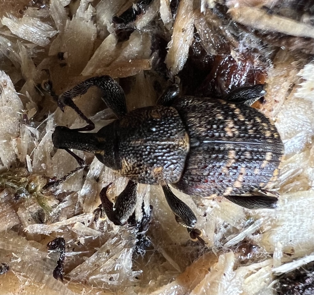 Large Pine Weevil from Őrségi Nemzeti Park, Apátistvánfalva, VA, HU on ...