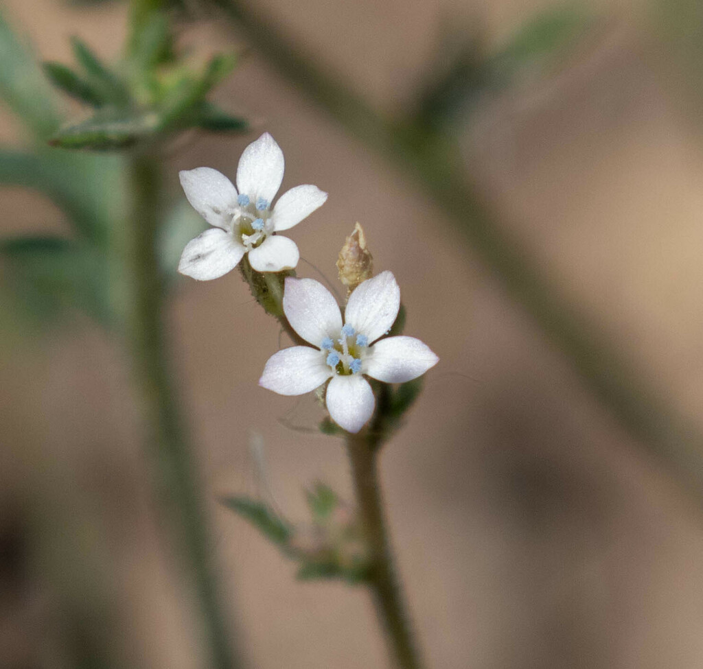 El Paso Gilia from Pima County, AZ, USA on April 28, 2024 at 11:03 AM ...