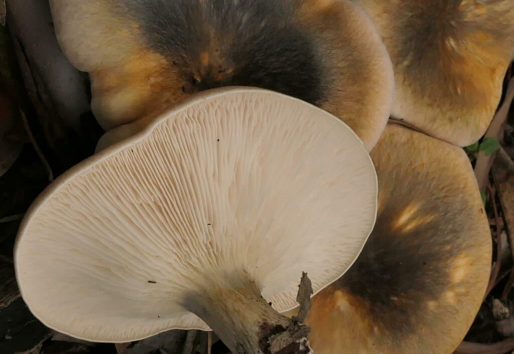 ghost fungus from Namatjira Park, 37 Springs Rd, Clayton South VIC 3169 ...
