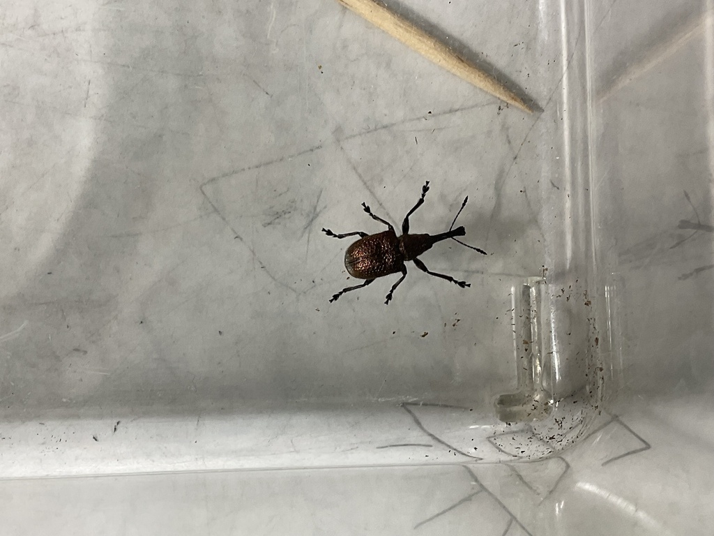 Rhynchites heros from 福島, 倉敷市, 岡山県, JP on May 9, 2024 at 07:27 PM by ...