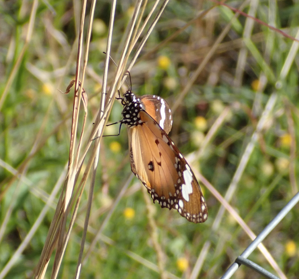 Lesser Wanderer in May 2024 by Jeannie · iNaturalist