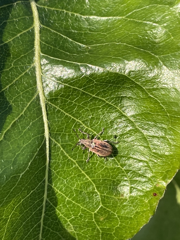 Common Leaf Weevil from RHS Garden, Woking, England, GB on May 9, 2024 ...