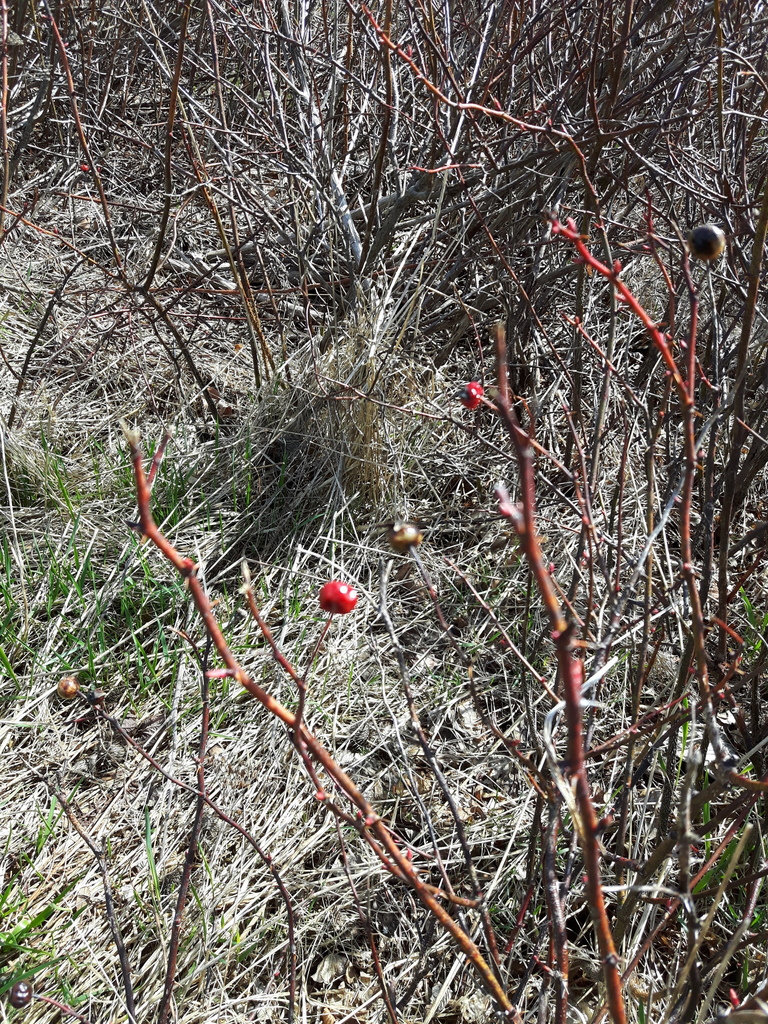 roses from Herring Cove Provincial Park Reserve on April 28, 2019 at 10 ...