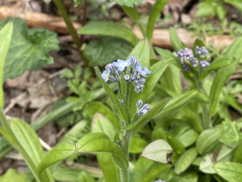 Forget-me-nots from Kuril'skiy rayon, Sakhalin, Russia on May 9, 2024 ...