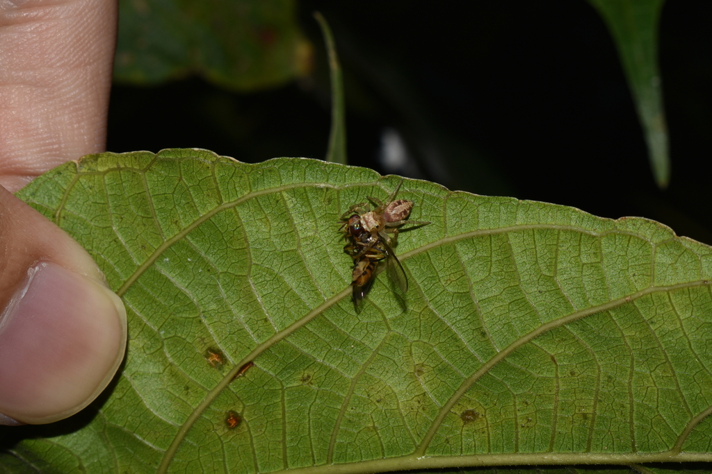 Typical Jumping Spiders from Taytay, 1920 Rizal, Philippines on May 7 ...