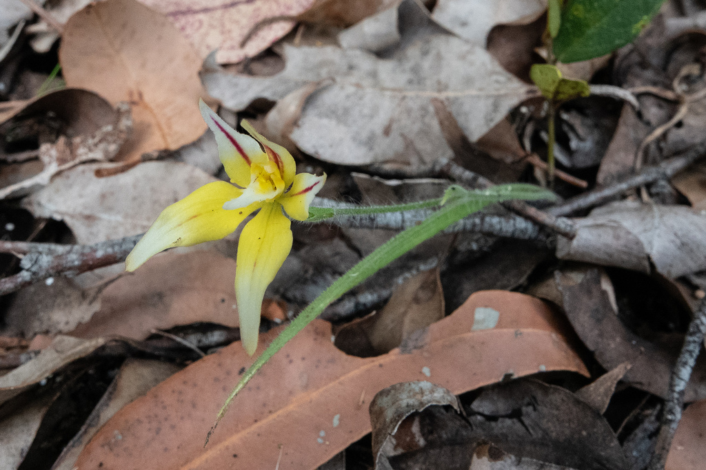 Cowslip Orchid in November 2023 by Euan Moore · iNaturalist