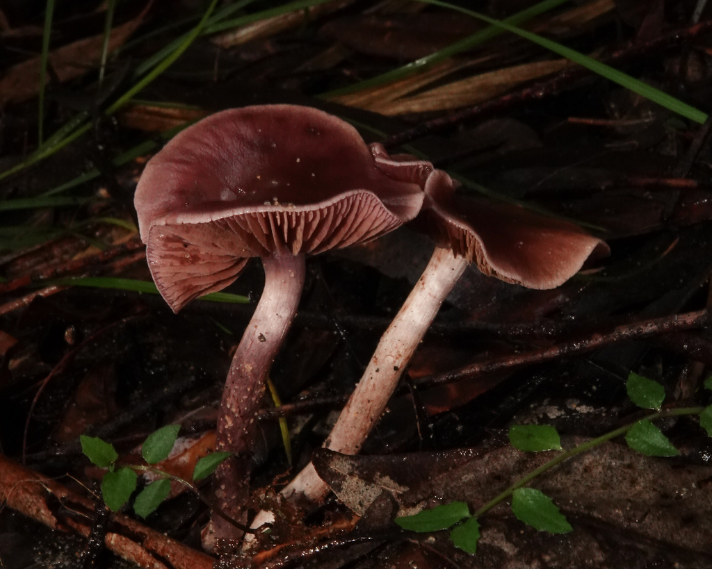 Thaxterogaster submagellanicus from Hornsby NSW 2077, Australia on May ...