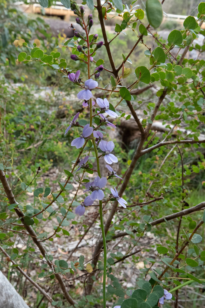 Lovely Triggerplant in November 2023 by Euan Moore · iNaturalist