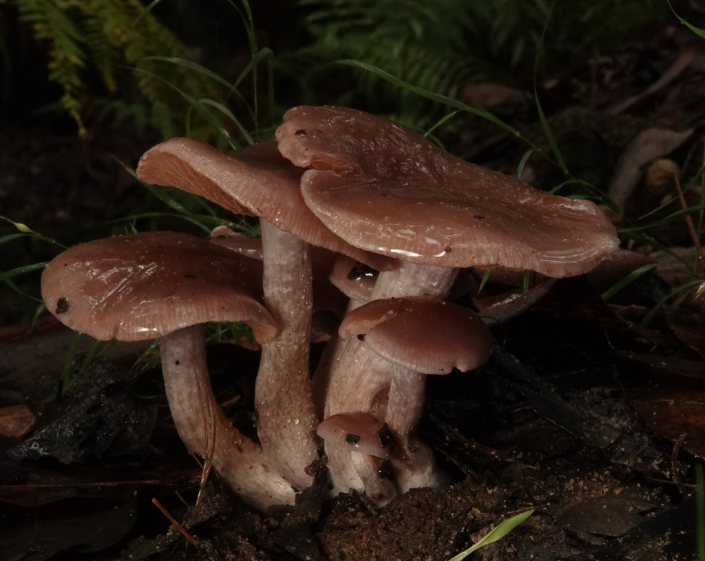 Webcaps from Hornsby NSW 2077, Australia on May 9, 2024 at 09:36 AM by ...