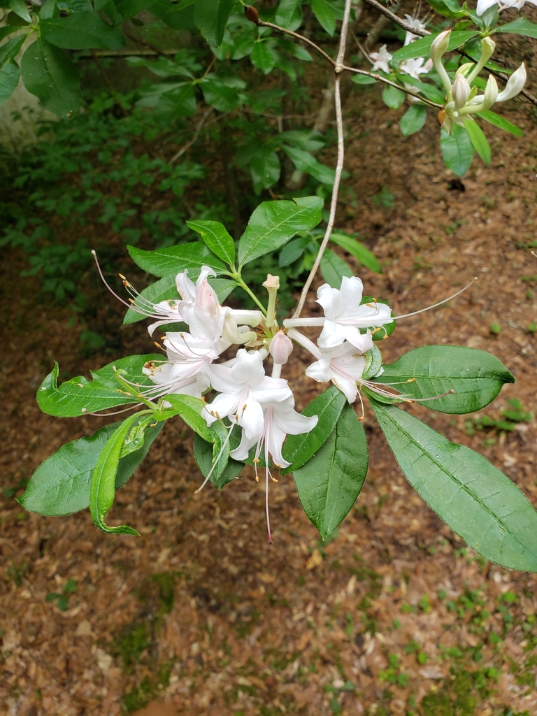 Red Hills Azalea from 109 Old Greenville Rd, Evergreen, AL 36401, USA ...