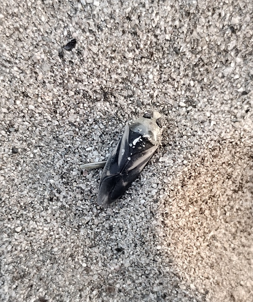 Notonecta triguttata in May 2024 by 牟暖暖暖 · iNaturalist