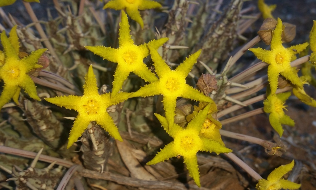 Tridentea virescens from Pixley ka Seme District Municipality, South ...