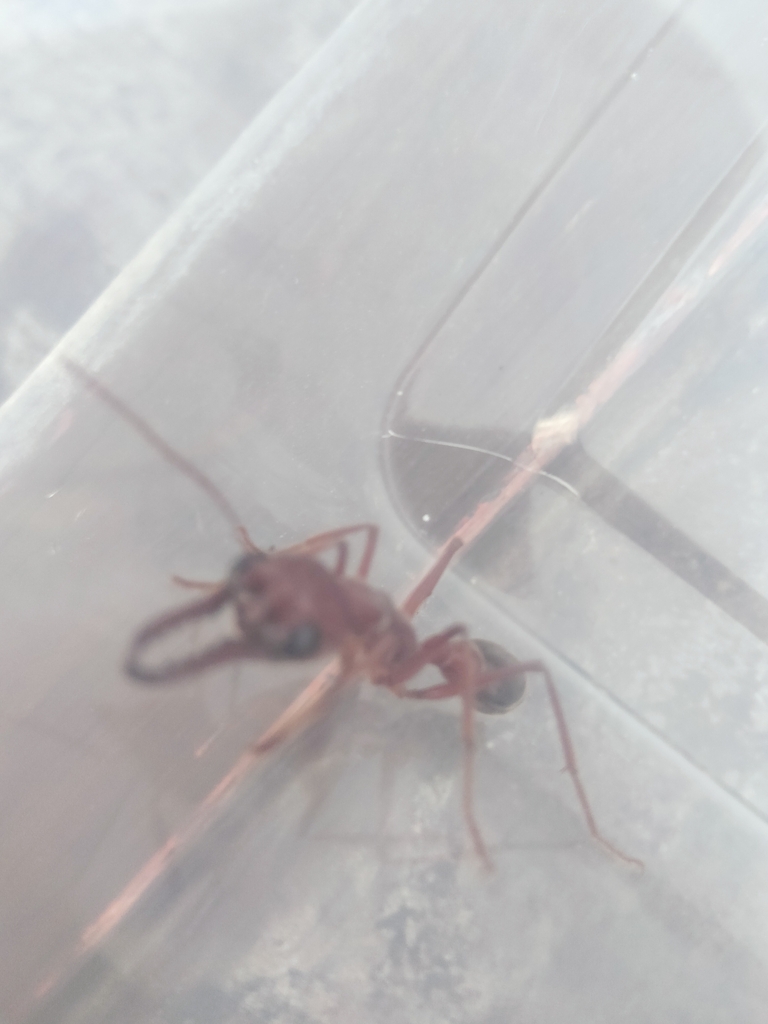 Giant Bulldog Ant from Tugun QLD 4224, Australia on April 13, 2024 by ...