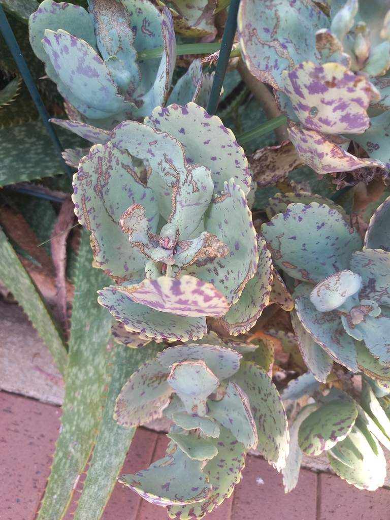 Penwiper from Parkview, Randburg, 2122, South Africa on May 9, 2024 at ...