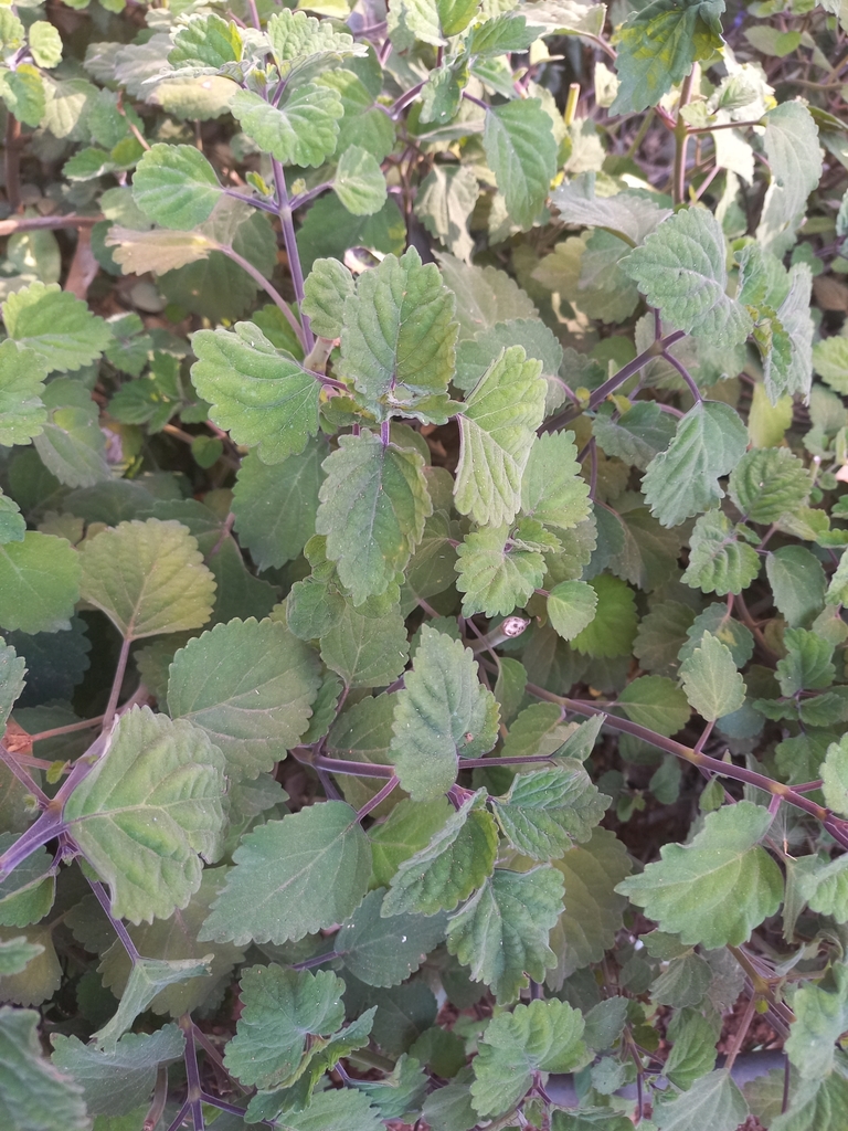 spurflowers from Parkview, Randburg, 2122, South Africa on May 9, 2024 ...