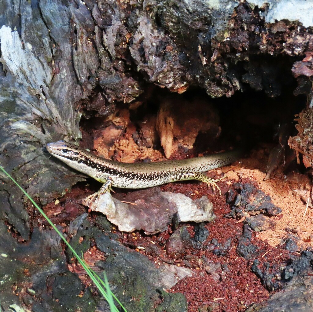 Water Skinks from Wallaga Lake NSW 2546, Australia on May 8, 2024 at 03 ...