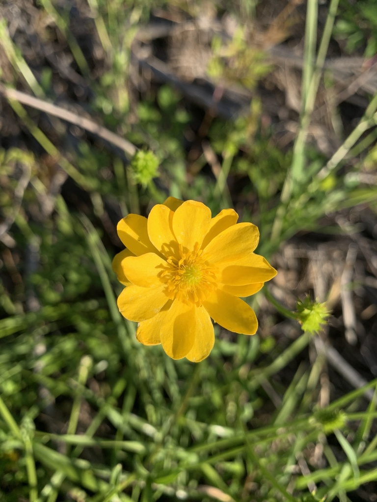 Large Buttercup from Valley Spring Creek Trail, Burnet, TX, US on April ...