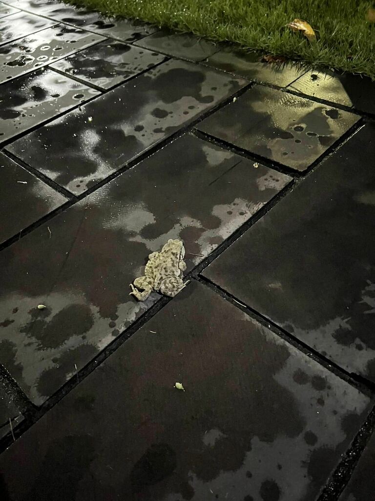 Asiatic Toad from 中国浙江省宁波市鄞州区 on February 11, 2021 at 11:56 PM by ...