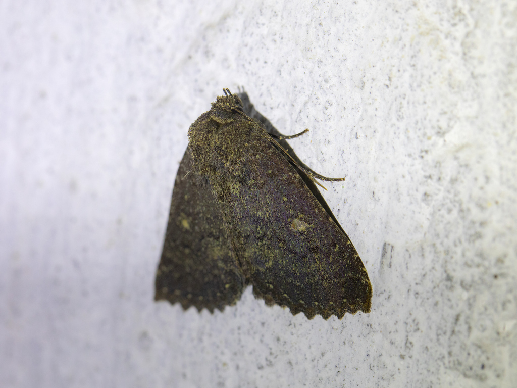 Underwing, Tiger, Tussock, and Allied Moths from West Kameng, IN-AR, IN ...