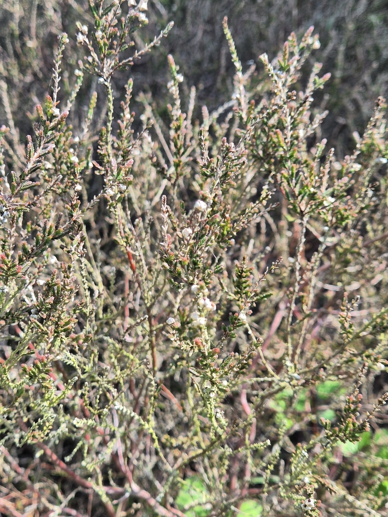 common heather from Formby, Liverpool L37 1PS, UK on May 9, 2024 at 12: ...