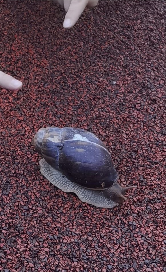 Giant Agate Snails from Nam Cheong Park, Sham Shui Po, Kowloon, HK on ...