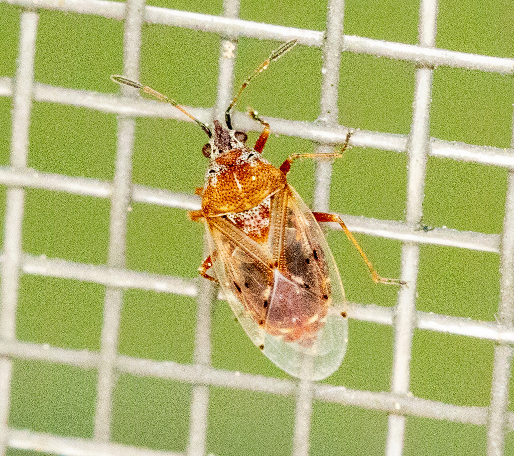 Birch Catkin Bug from Centerville, OH, USA on May 8, 2024 at 09:42 PM ...